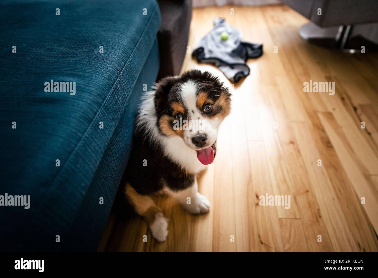 12 weeks old black tricolor australian sheperd puppy smiling Stock ...