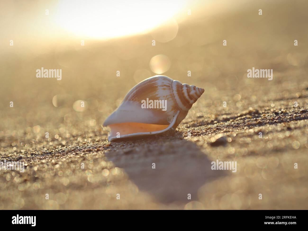 Seashell on the beach Stock Photo - Alamy