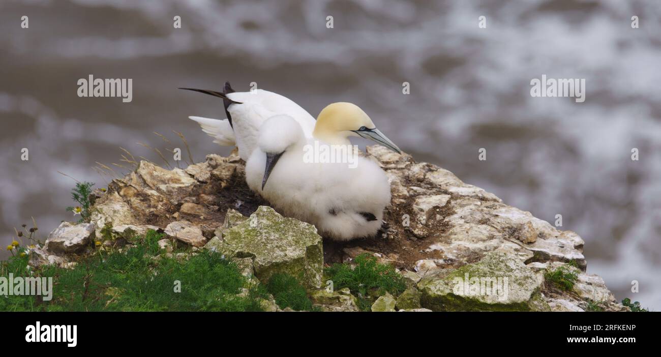 A gannet and its chick, nesting on the cliffs at Bempton, RSPB nature ...