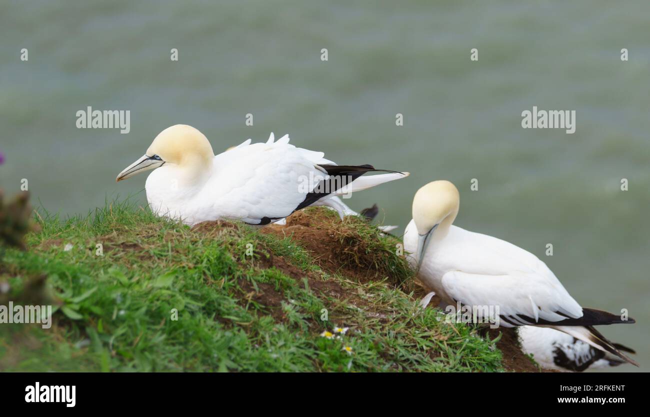 Gannets bempton cliffs east yorkshire hi-res stock photography and ...