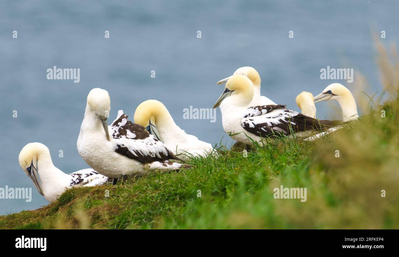 Gannets rest on the cliffs at Bempton, RSPB nature reserve, E ...