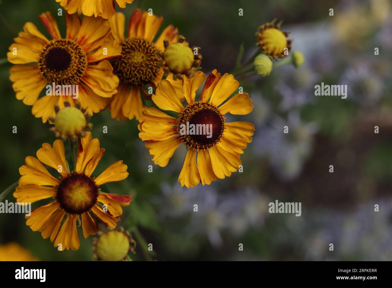 common sneezeweed flowers in full bloom in the summer garden Stock ...