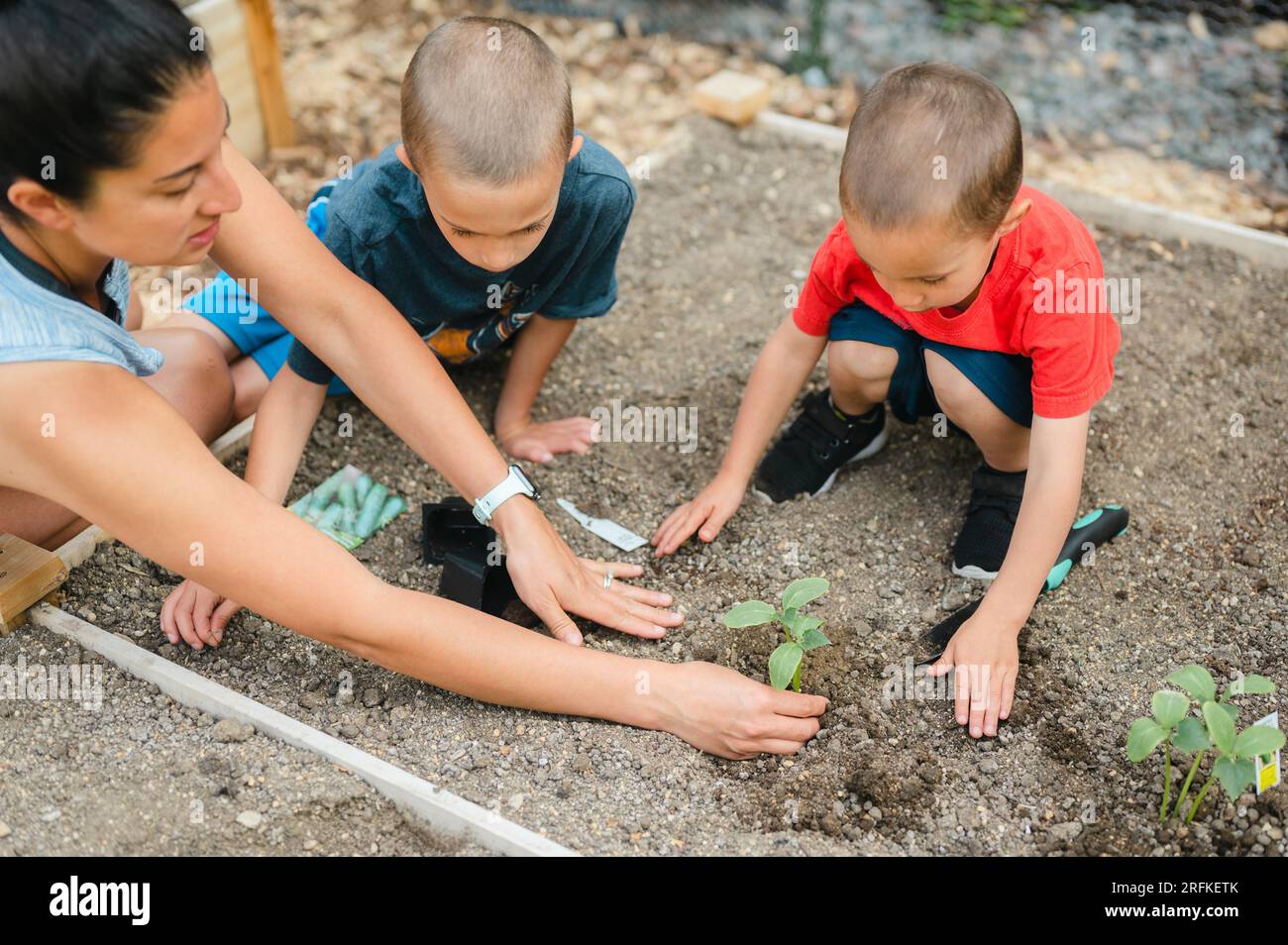 Mom teaching two young kids how to plant a small seedling in garden ...