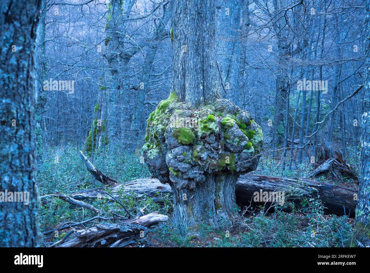 Lenga tree hi-res stock photography and images - Alamy