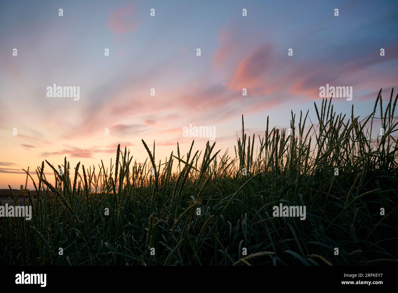 Green grass and plants hi-res stock photography and images - Alamy