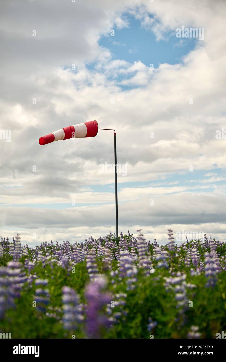 Blooming lavender flowers field with windsock on pole Stock Photo - Alamy