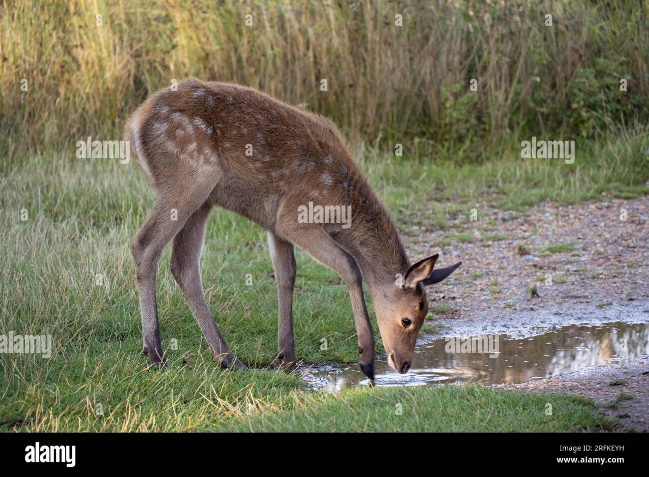 Bambi looking fallow fawn deer with her cute spots drinking from a ...
