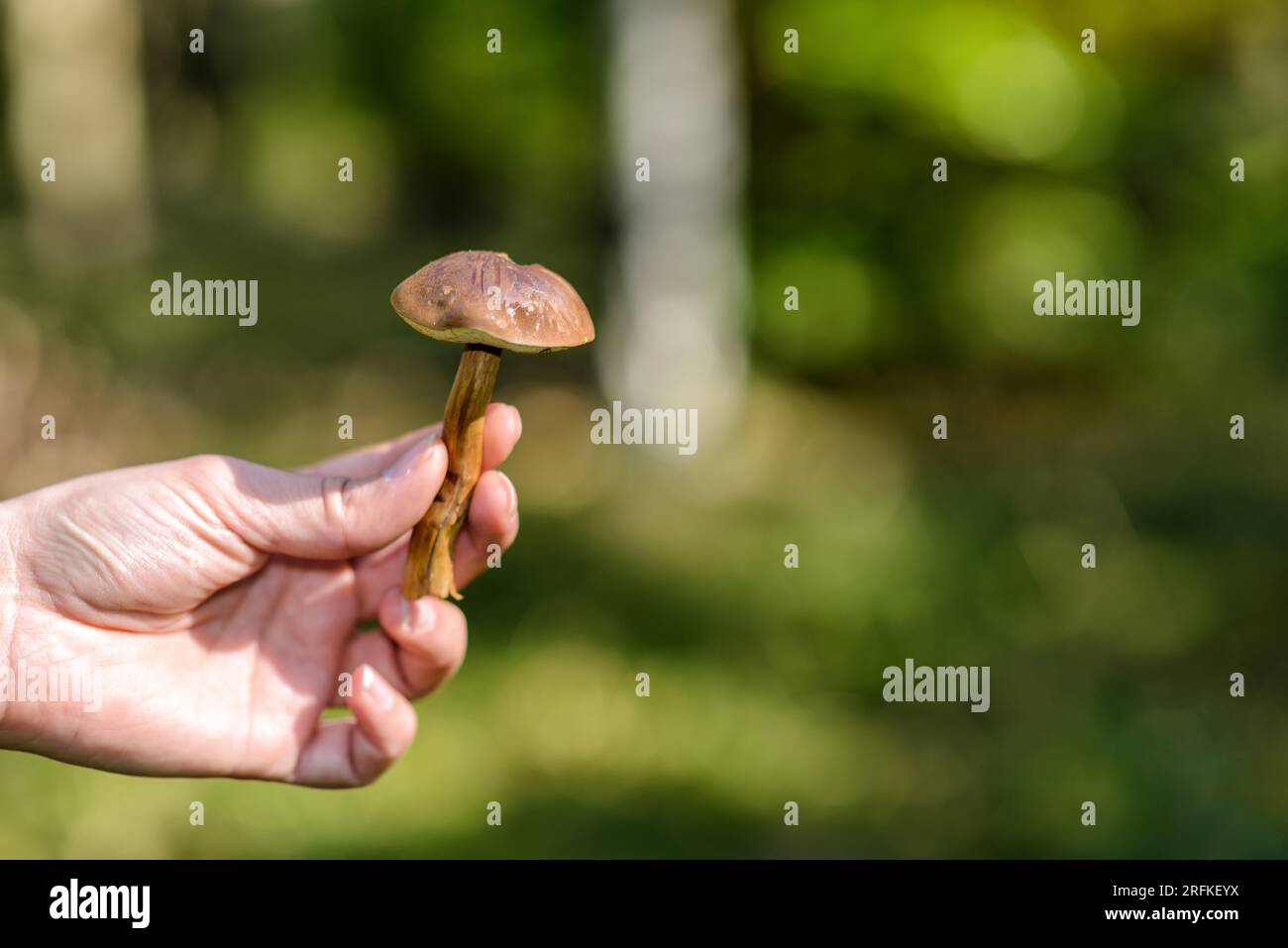 Mushroom picker hi-res stock photography and images - Alamy