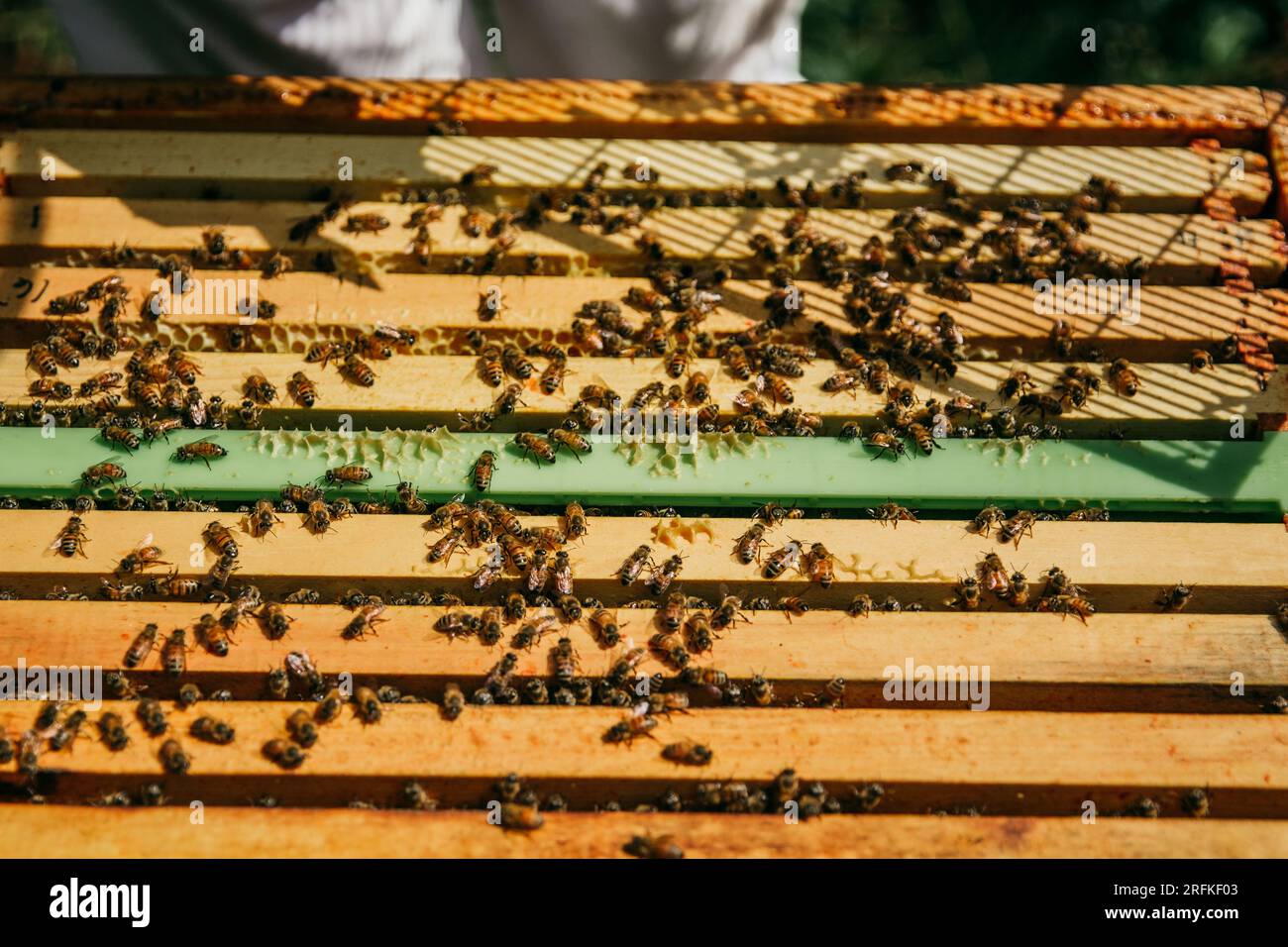 beekeeper inspecting her hives full of bees Stock Photo - Alamy