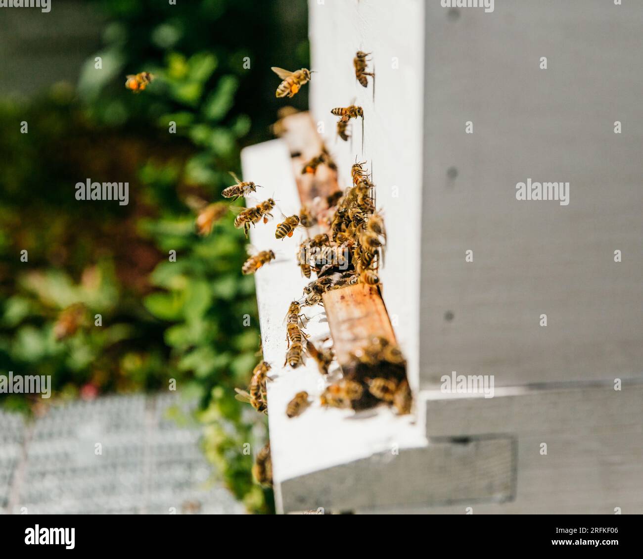 close up of bees entering the hives with pollen Stock Photo - Alamy