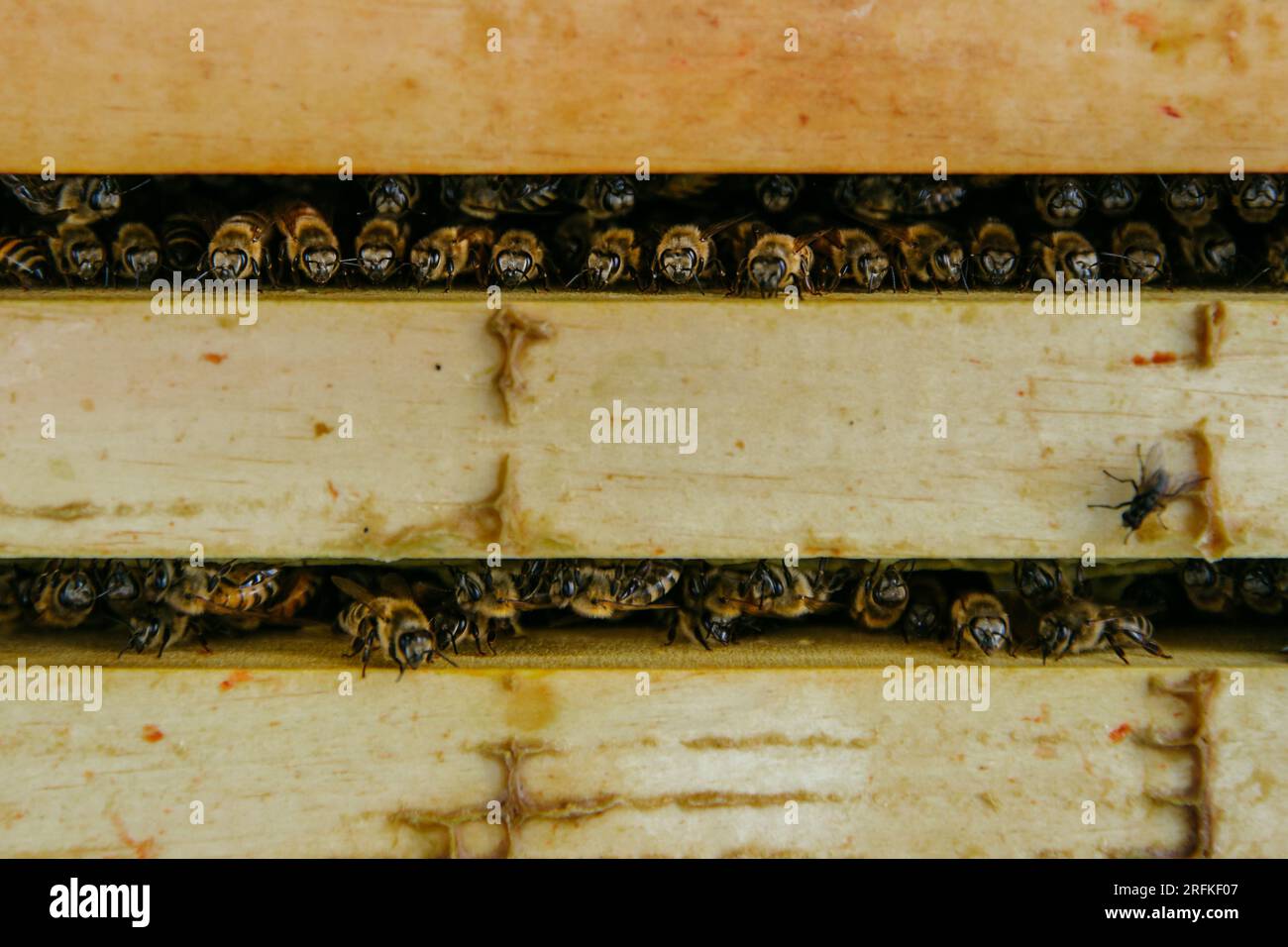 Inside the hive hi-res stock photography and images - Alamy
