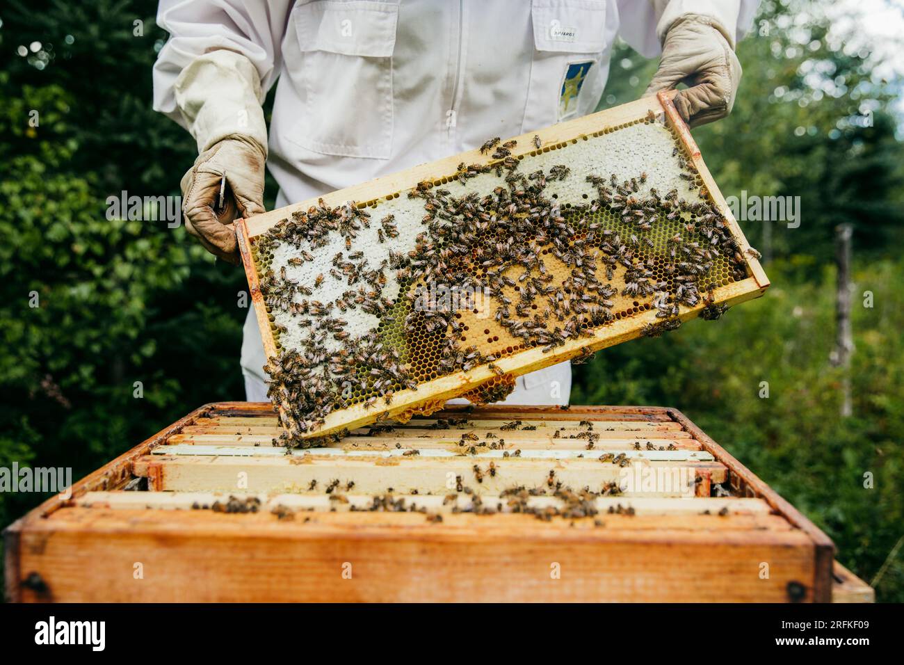 beekeeper inspecting her hives full of bees Stock Photo - Alamy