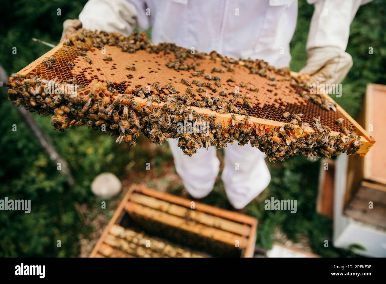 beekeeper inspecting her hives full of bees Stock Photo - Alamy