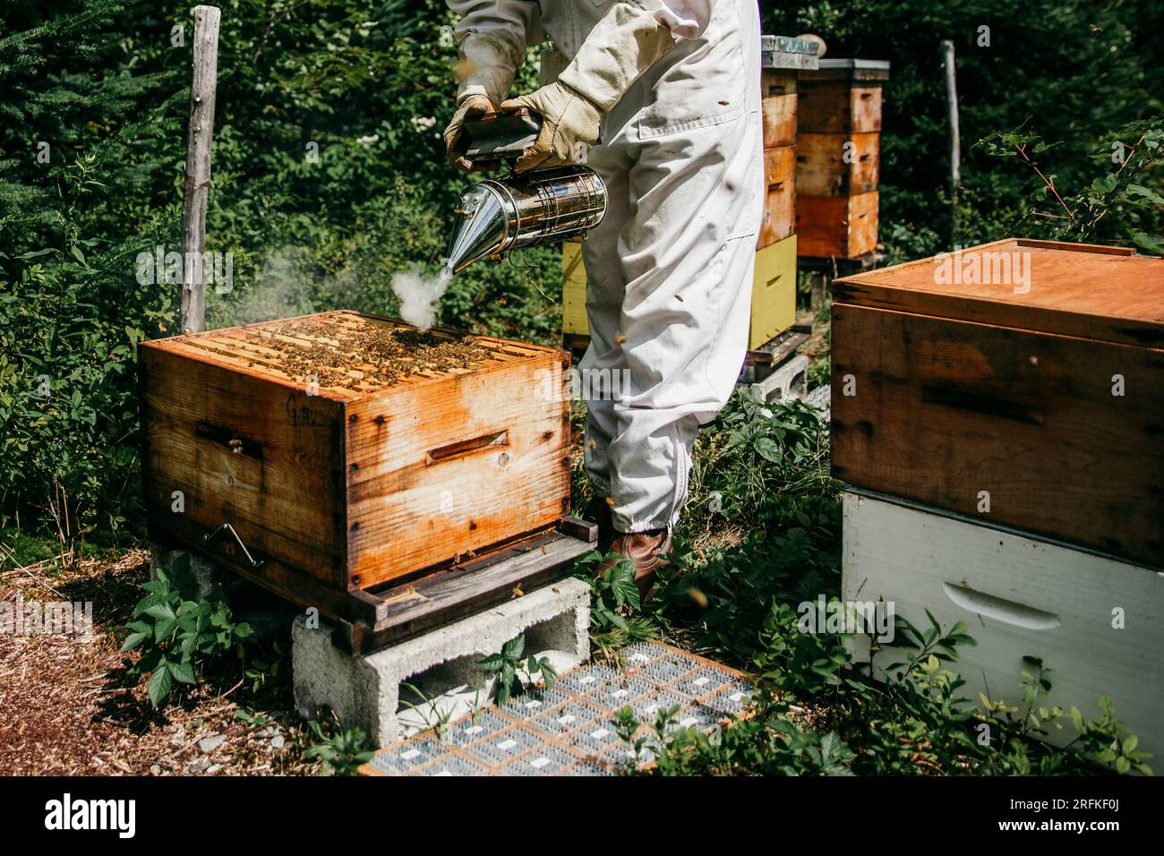beekeeper smoking and inspecting her hives full of bees Stock Photo - Alamy