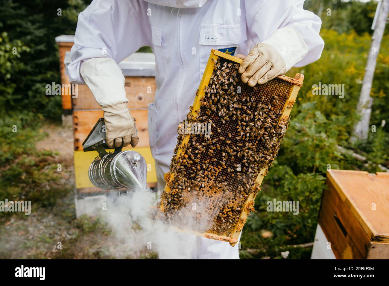 beekeeper smoking and inspecting her hives full of bees Stock Photo - Alamy