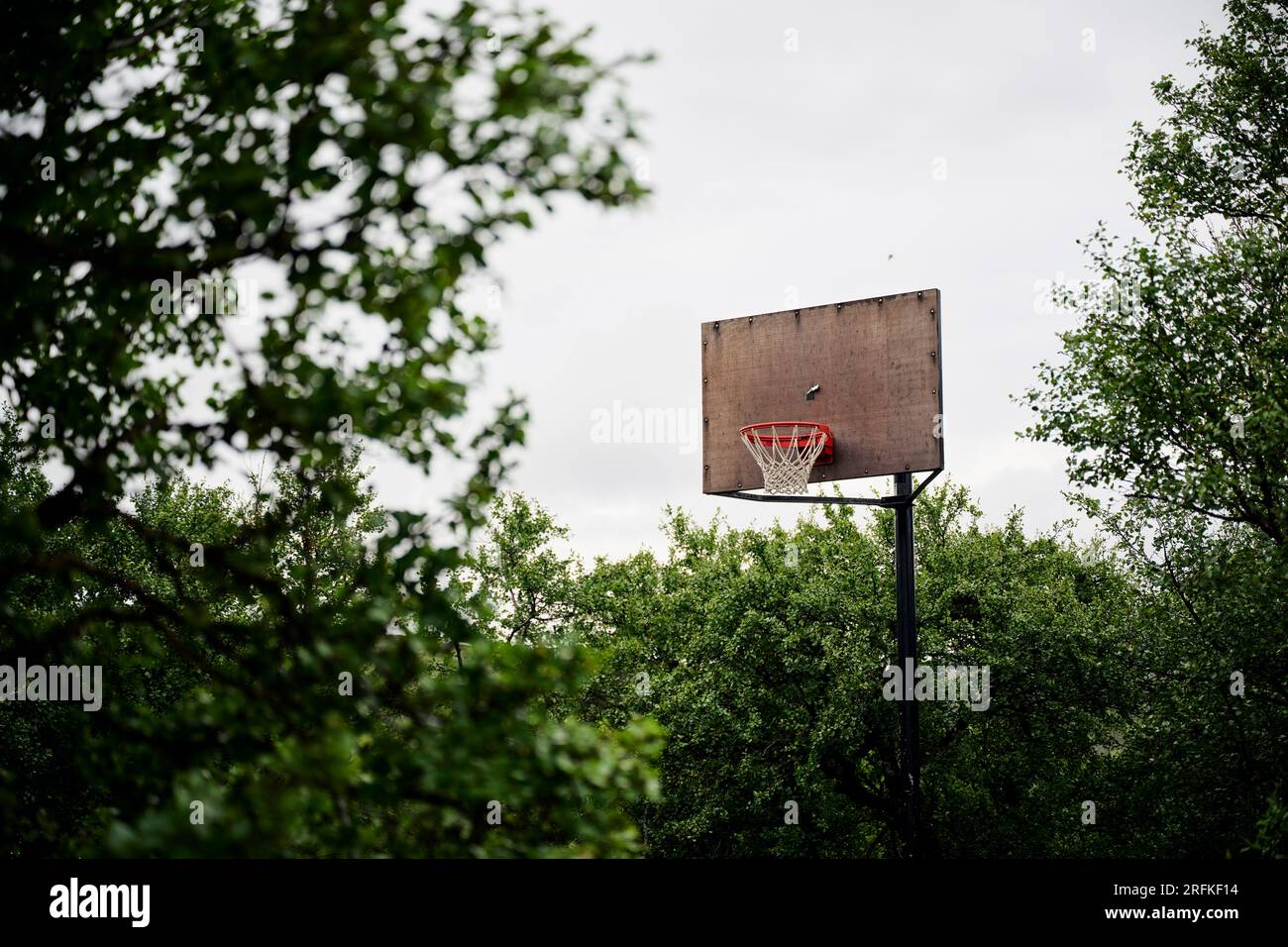 Basketball hoop on sports ground surrounded with green trees Stock ...