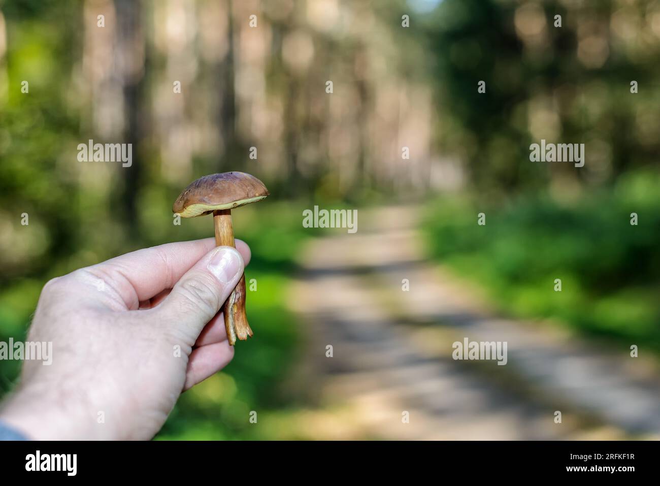 Autumn october harvest mushrooms in hi-res stock photography and images ...