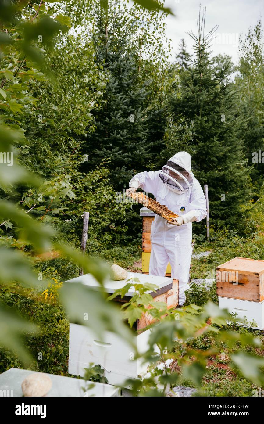 beekeeper inspecting her hives full of bees Stock Photo - Alamy
