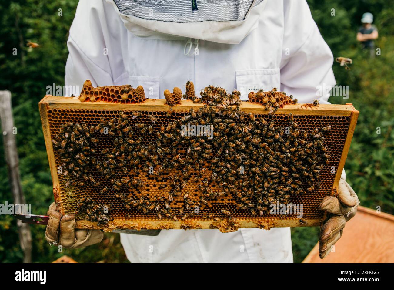 beekeeper inspecting her hives full of bees and royal cells Stock Photo ...