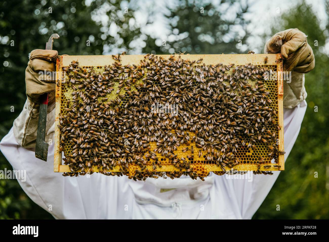 beekeeper inspecting her hives full of bees, close up Stock Photo - Alamy