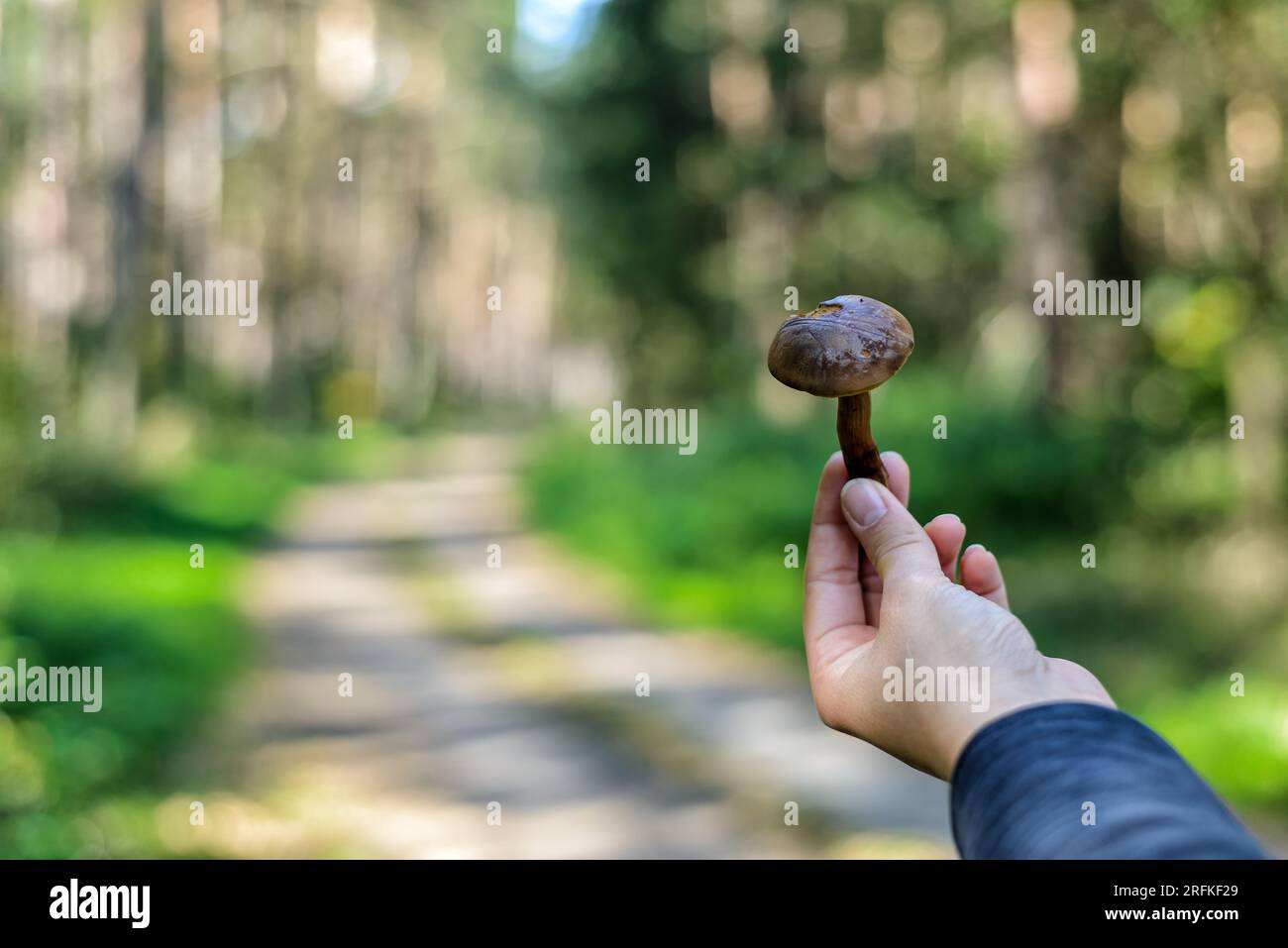 Mushroom picker hi-res stock photography and images - Alamy
