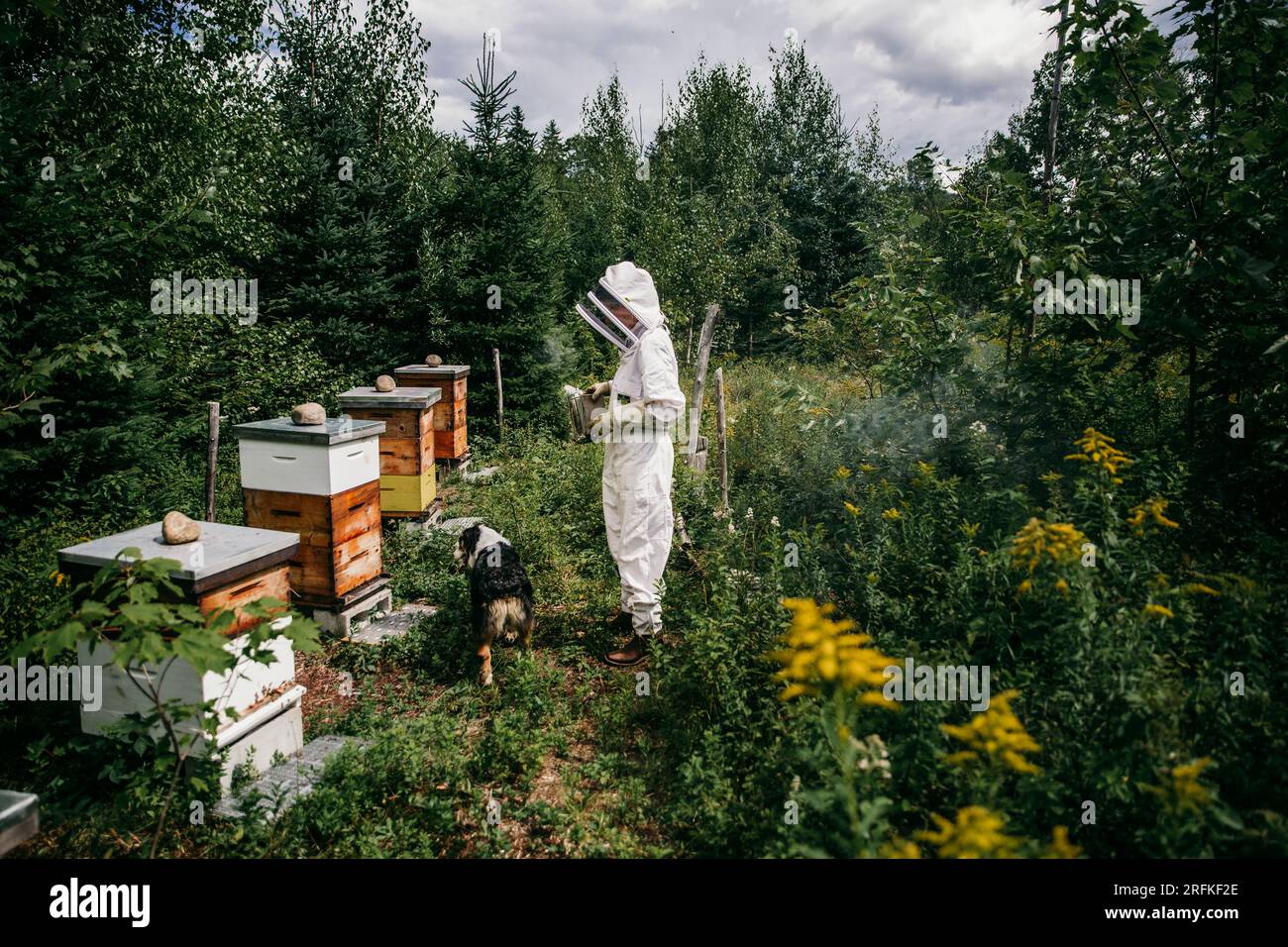 beekeeper and her dog smoking the hives Stock Photo - Alamy