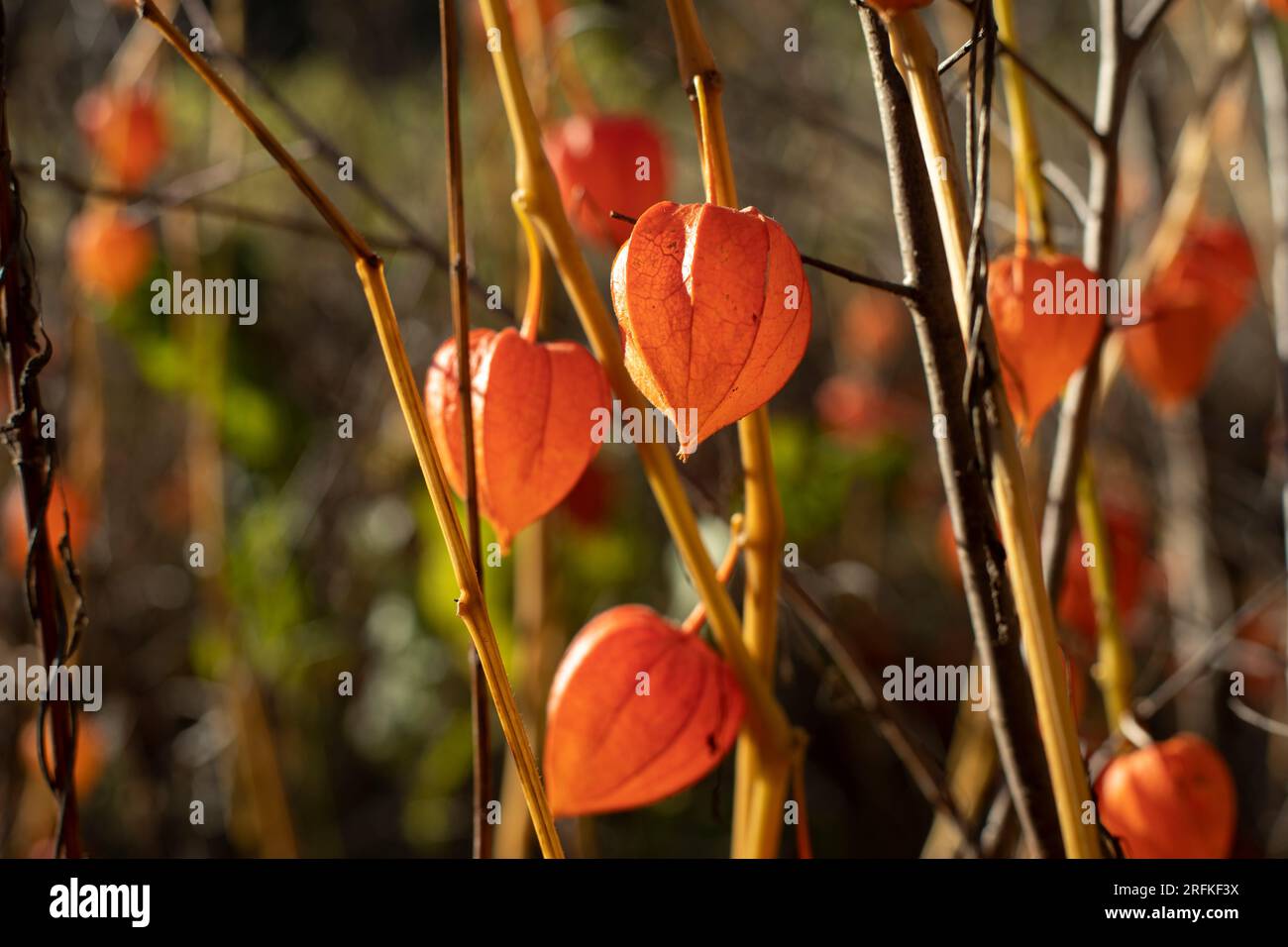 Hardwood fruit hi-res stock photography and images - Alamy