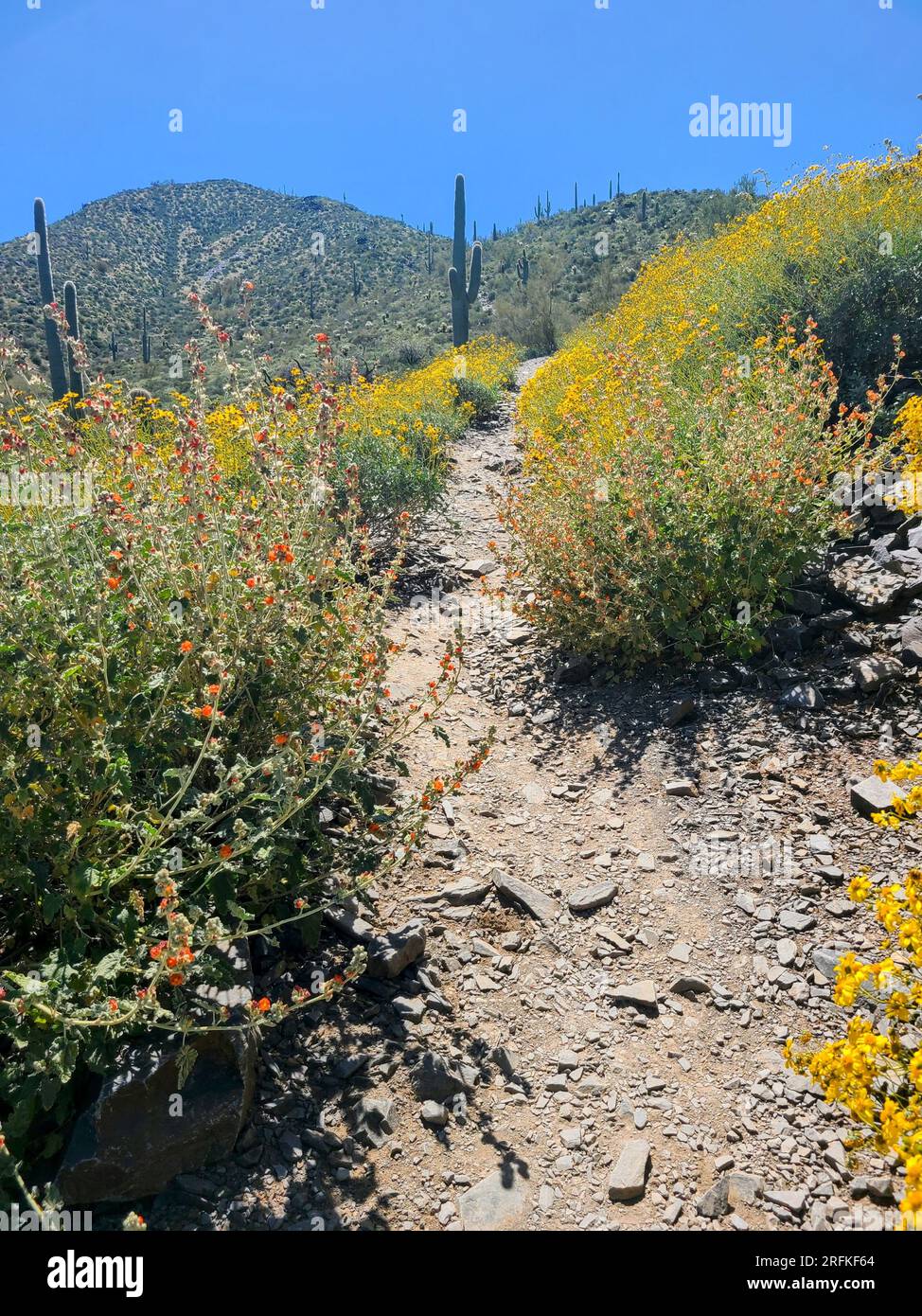 Path in the desert surrounded by a super bloom and cacti Stock Photo ...
