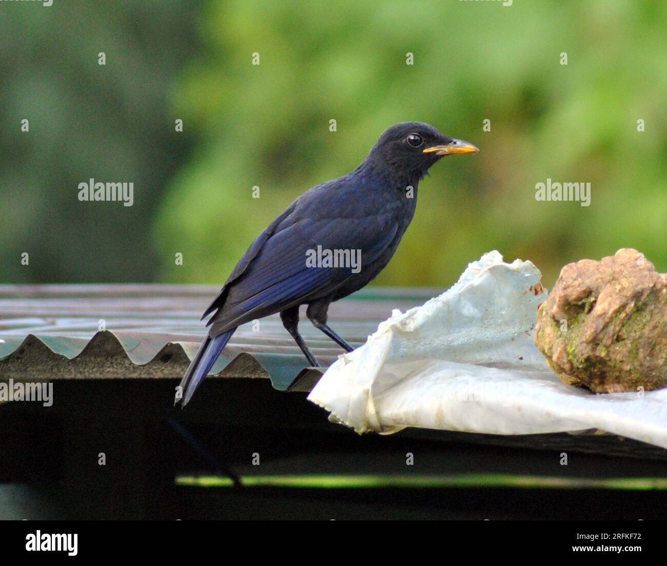 Koyal bird hi-res stock photography and images - Alamy