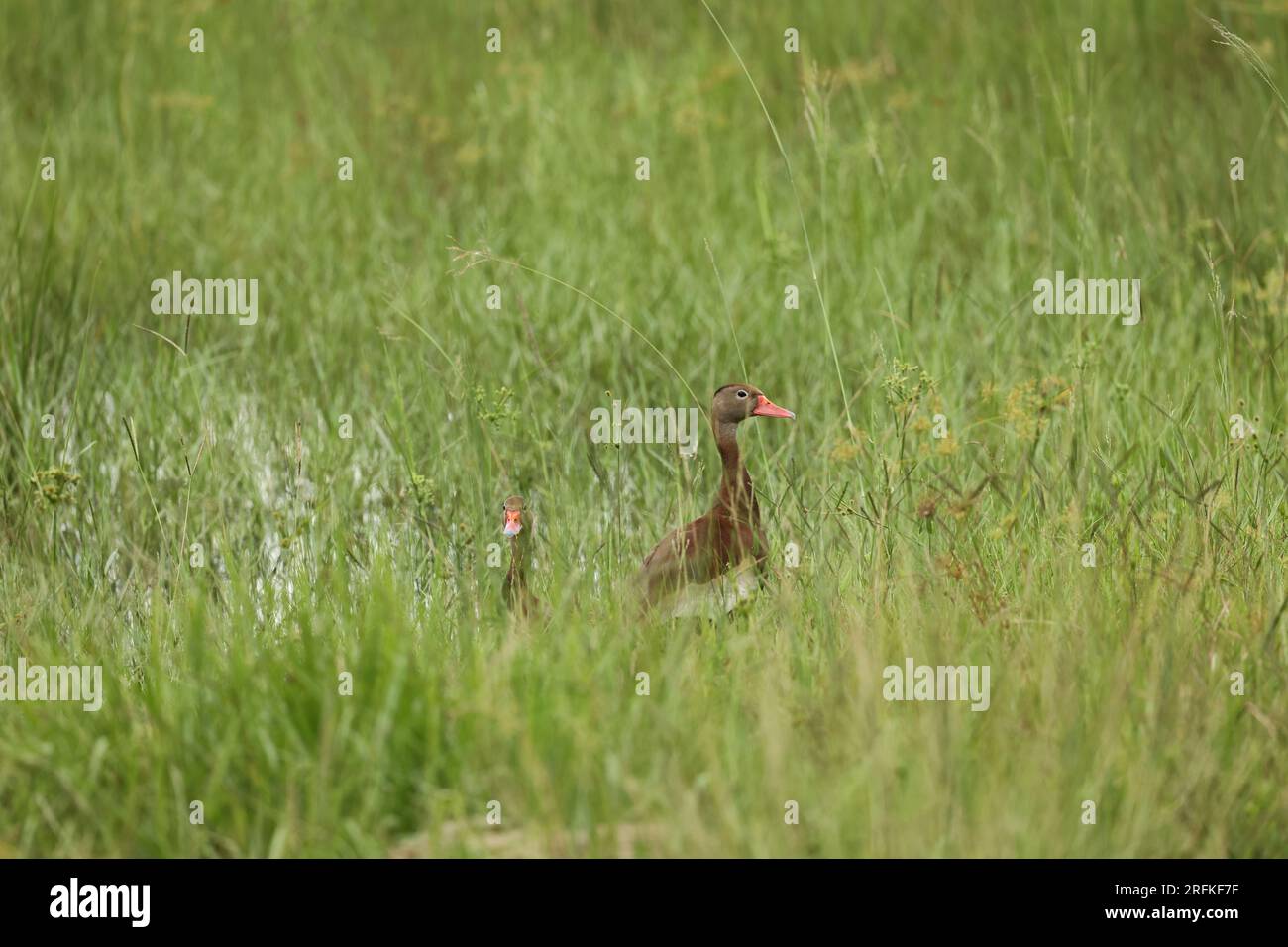 Duck poster hi-res stock photography and images - Alamy