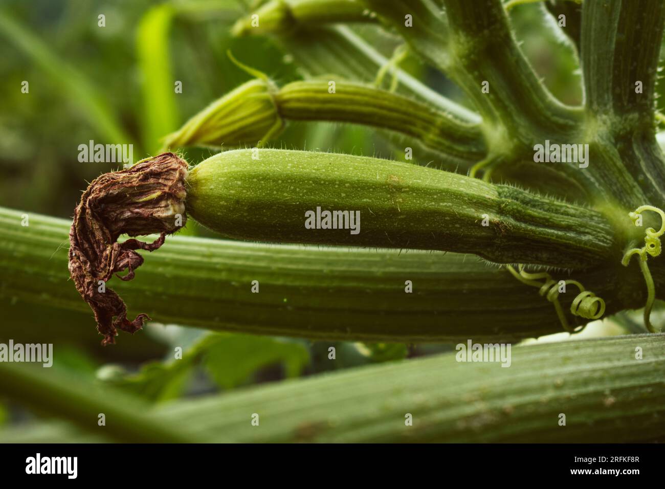 Plantation growing yellow squash hi-res stock photography and images ...