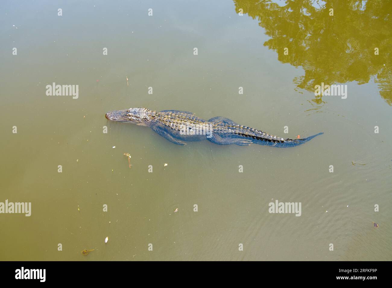 Aerial view of an adult American Alligator Stock Photo - Alamy