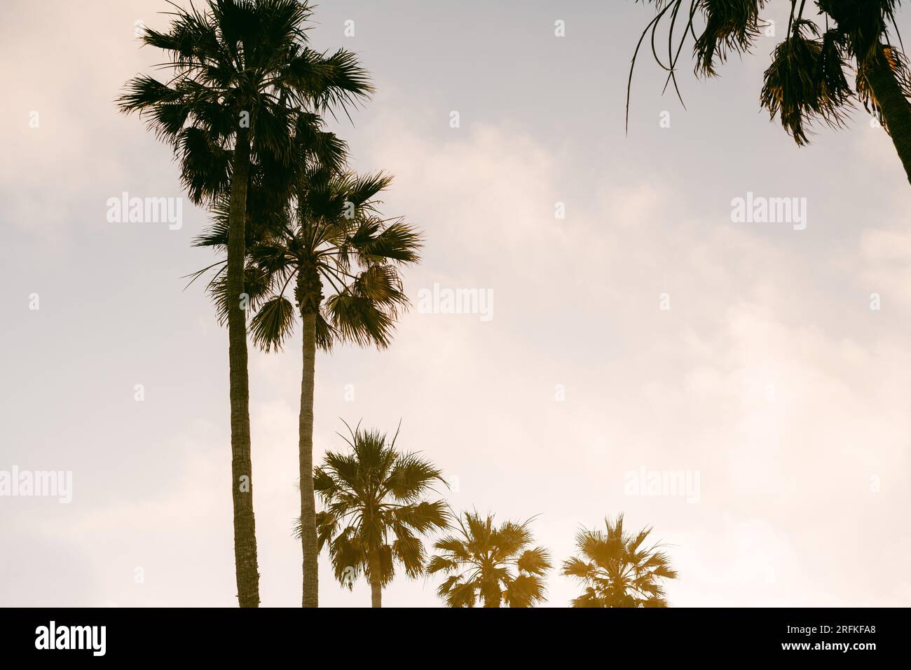Photo of palm trees hi-res stock photography and images - Alamy