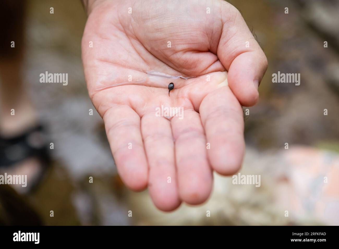 Close up view of a man holding tiny tadpole in hand Stock Photo - Alamy