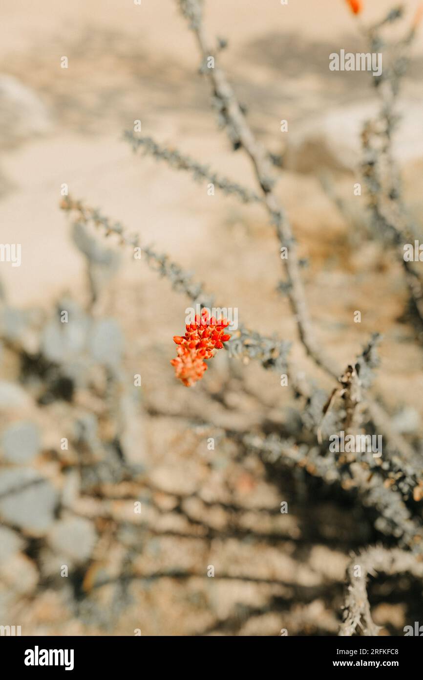 Full bloom plants hi-res stock photography and images - Alamy