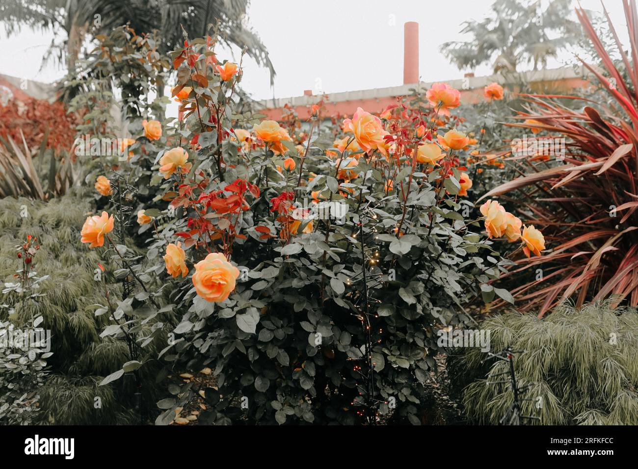 Full Bloom Rose Garden in San Diego Stock Photo - Alamy