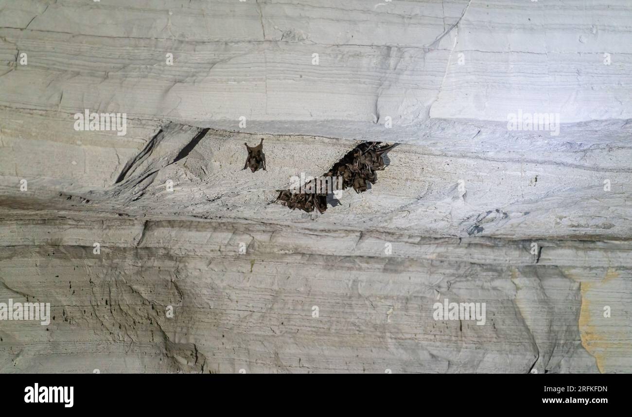 Bats hanging from cave hi-res stock photography and images - Alamy