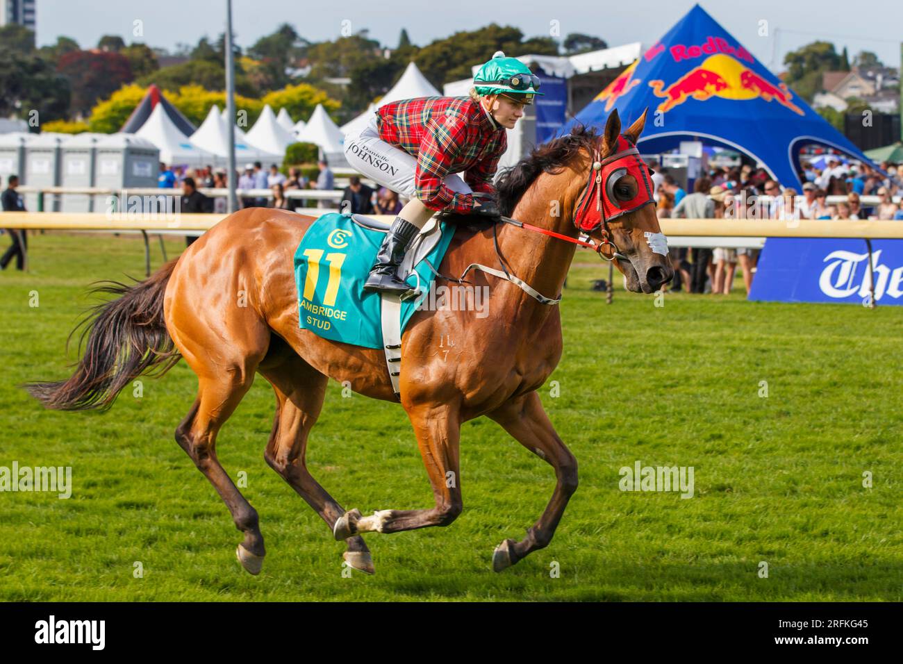 Horse racing jockey Danielle Johnson on a horse Stock Photo - Alamy