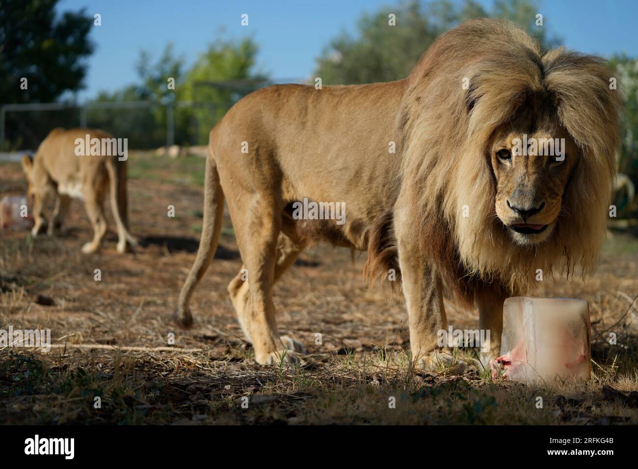 Tiembe, a 15-year-old Angolan lion, stands over his frozen breakfast ...