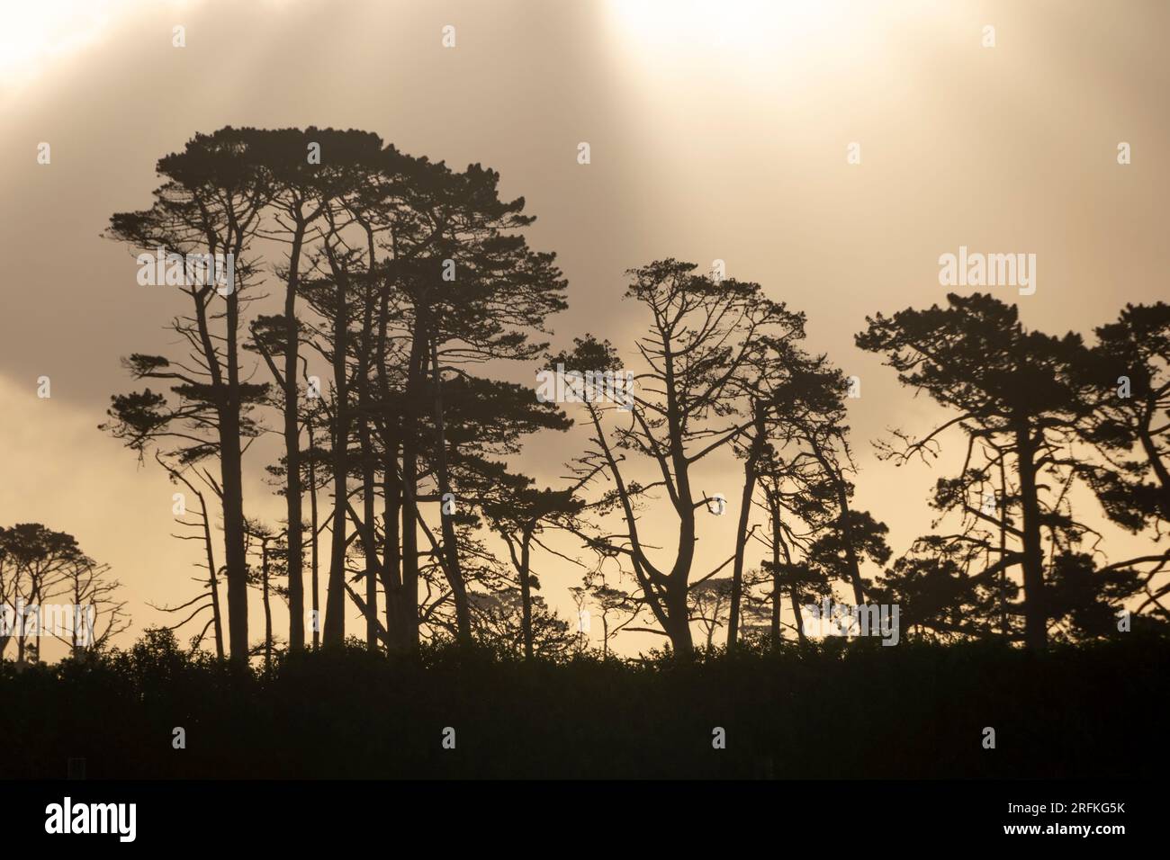 Clouds over trees hi-res stock photography and images - Alamy