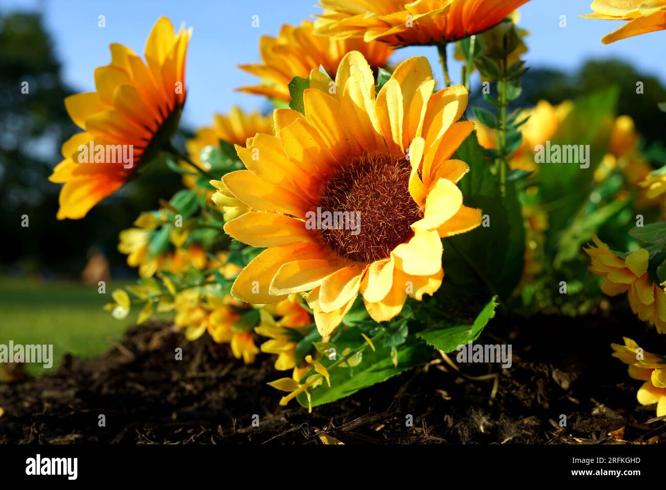 artsy intimate up-close look at nature life with sunrises and sunsets ...