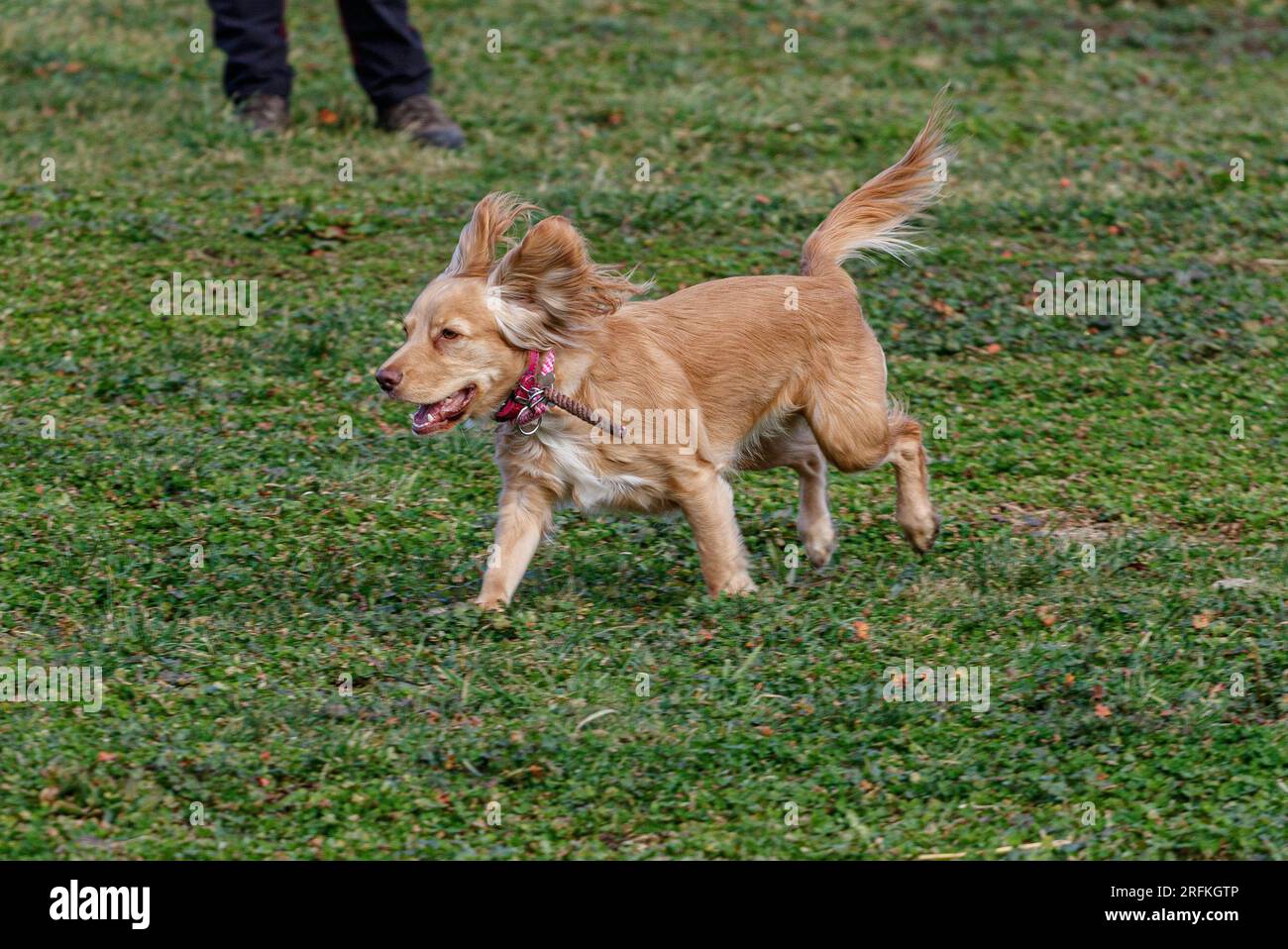 Working Springer and Cocker Spaniels gun dog training session ...