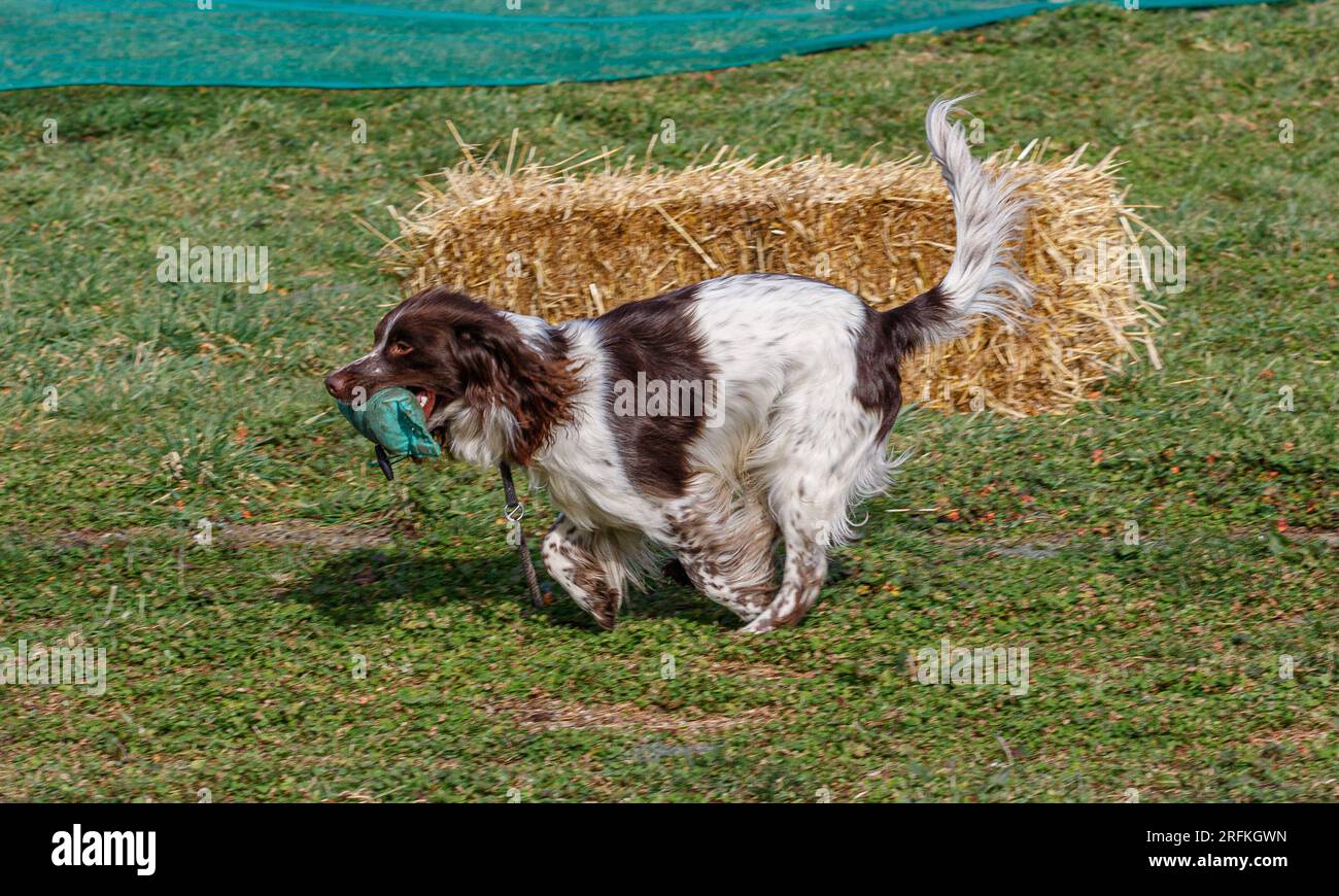 Working Springer and Cocker Spaniels gun dog training session ...