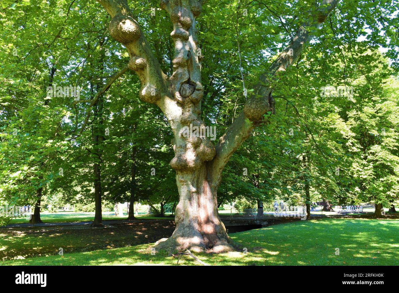 Old World sycamore or Oriental plane (Platanus orientalis) tree Stock ...