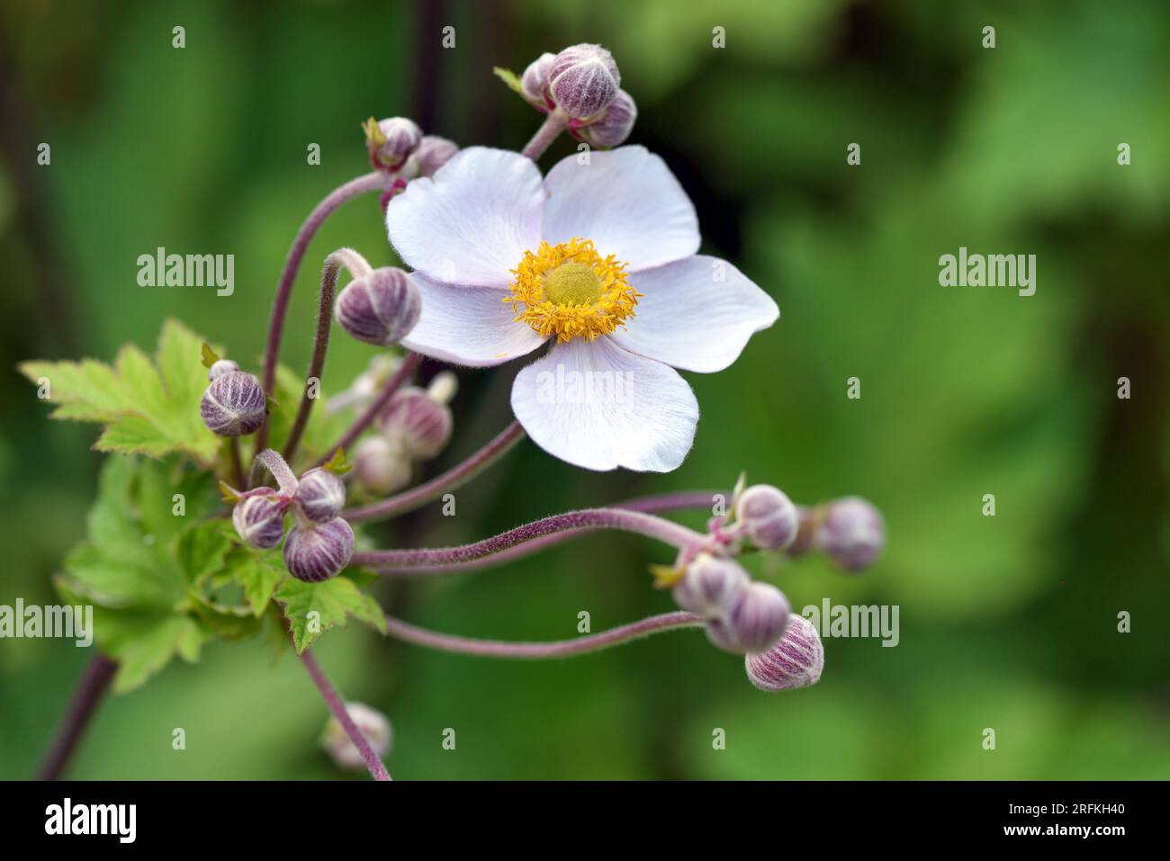 Pink flower of Chinese anemone / Anemone hupehensis in the garden Stock ...