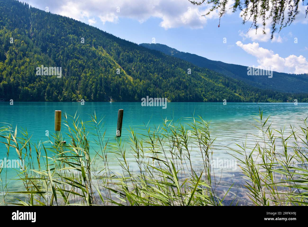 Common reed (Phragmites australis) aquatic plants growing on the shore ...