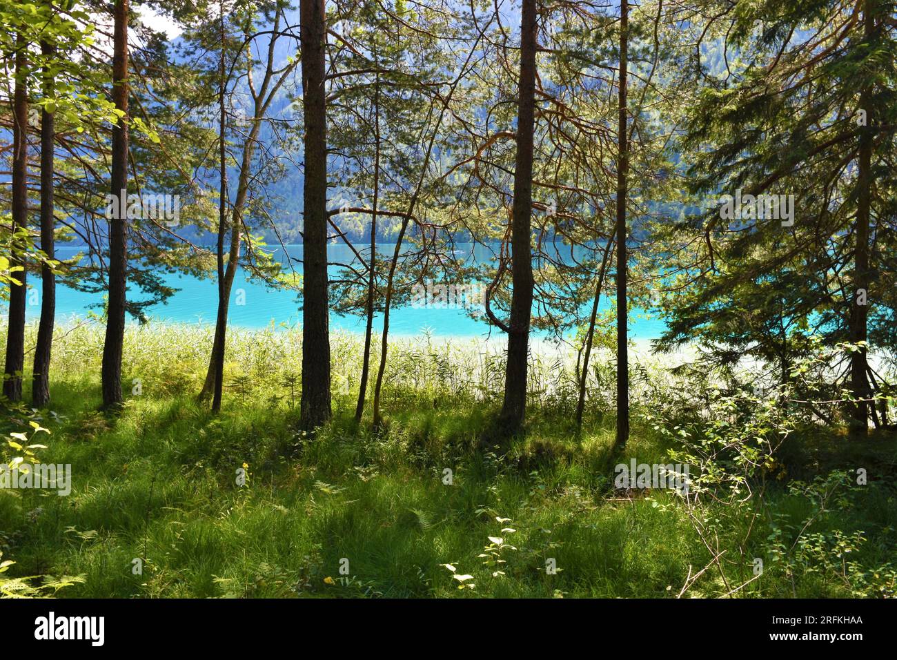 Conifer spruce (Picea abies) forest on the shore of Weissensee lake in ...
