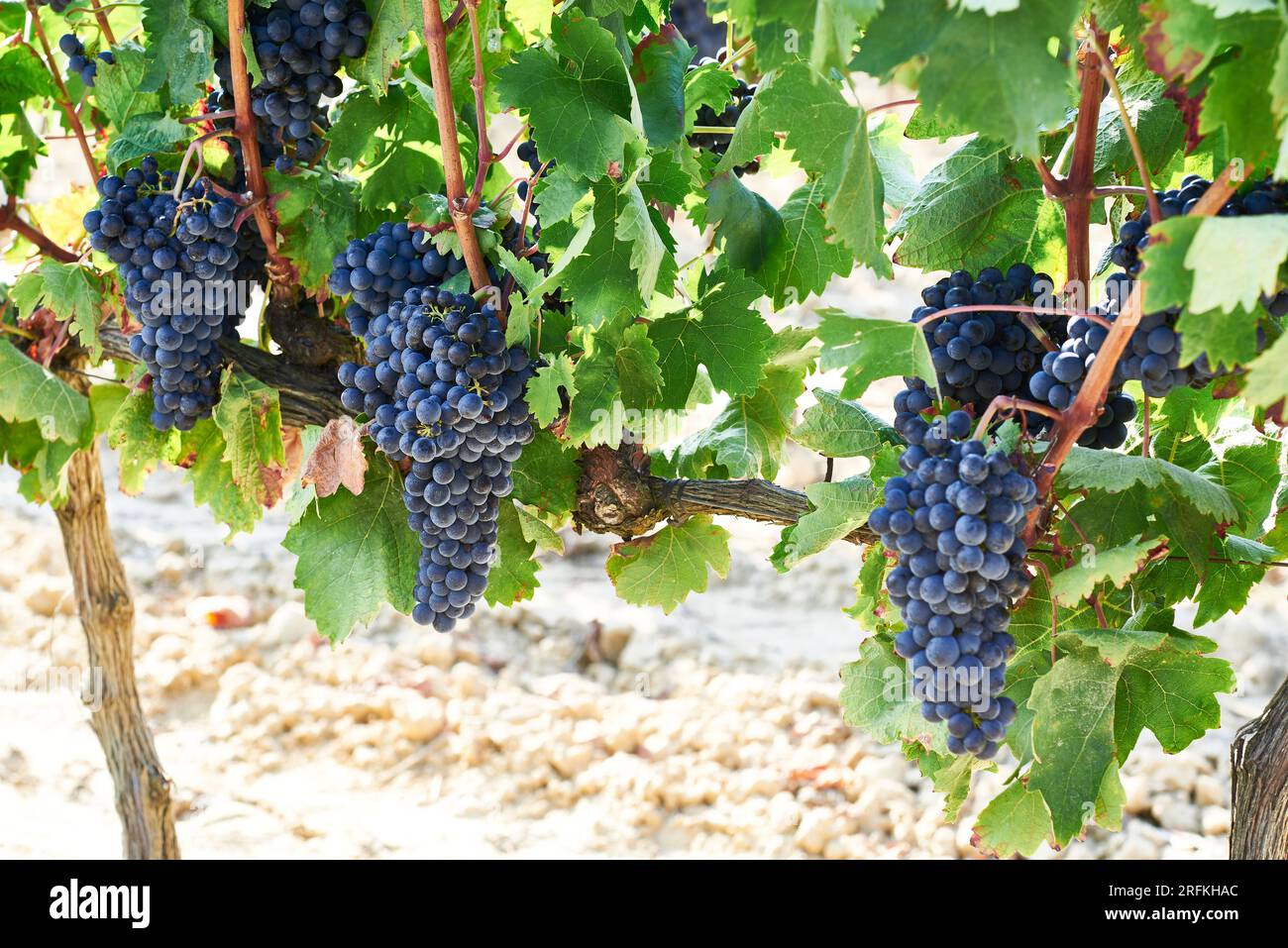 Ripe grapes on the Vine, La Rioja Álavesa, Álava, Basque Country, Spain ...