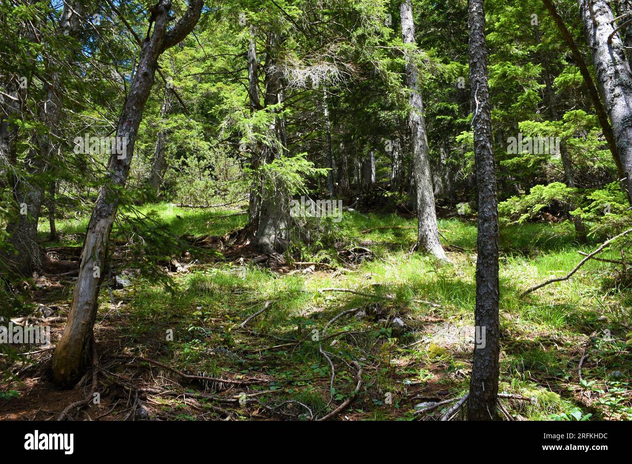 Grass covering the ground of a conifer spruce (Picea abies) forest and ...
