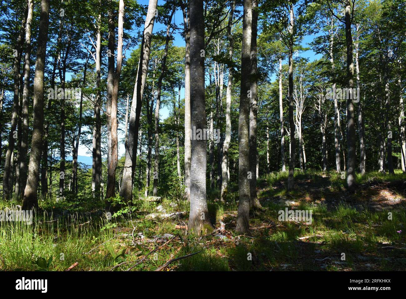 Beautiful bright and dark beech (Fagus sylvatica) temperate, deciduous, broadleaf forest Stock ...